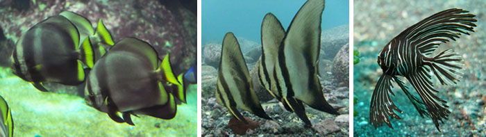 농어목 활치과 Family Ephippidae(Spadefishes, batfishes and scats)