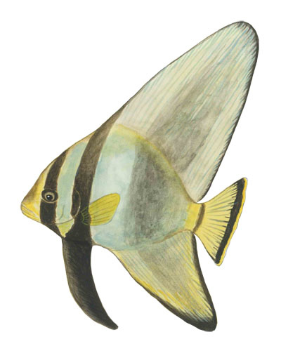 제비활치(Dusky batfish). Platax pinnatus(Linnaeus, 1758)