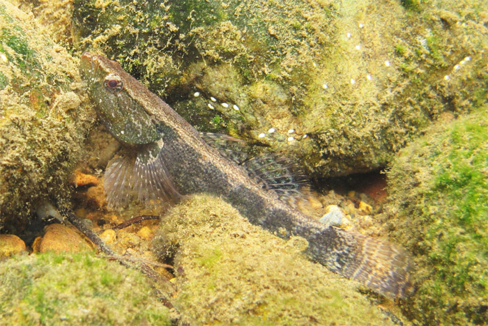 구글무치(gu-geul-mu-chi). Eleotris oxycephala(Temminck & Schlegel, 1845)