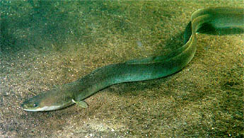 뱀장어과. Family Anguillidae(Freshwater eels)