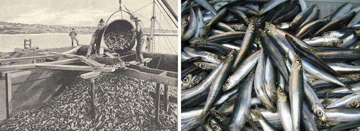 청어과 Family Clupeidae(Herrings, shads, sardines, menhadens)