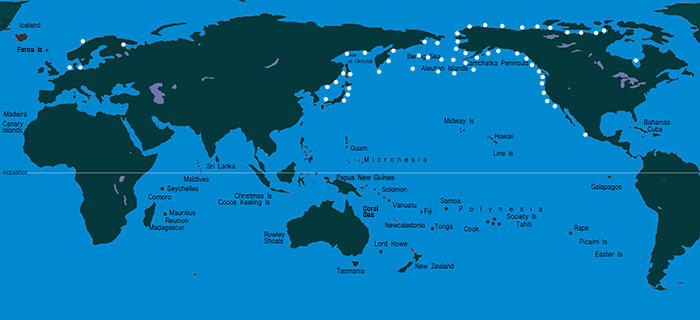 청어(Pacific herring). Clupea pallasii pallasii(Valenciennes, 1847)