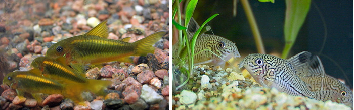 메기목 Order Siluriformes(catfish)