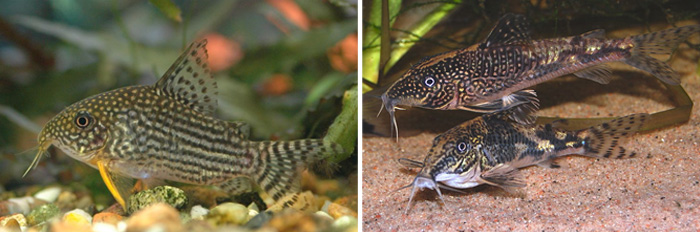 메기목 Order Siluriformes(catfish)