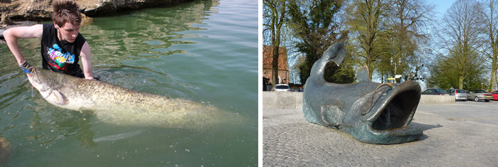 메기목 Order Siluriformes(catfish)