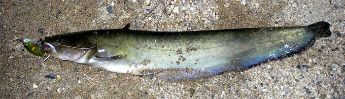 메기(Amur catfish). Silurus asotus(Linnaeus, 1758)