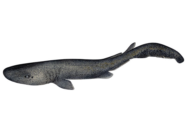 브라운 캣샤크-2(Brown catshark-2)