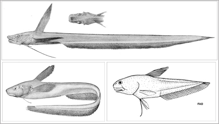 꼬리치과 Family Ateleopodidae(Jellynose fishes)