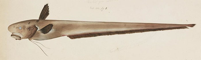 꼬리치(Pacific jellynose fish). Ateleopus japonicus(Bleeker, 1853)