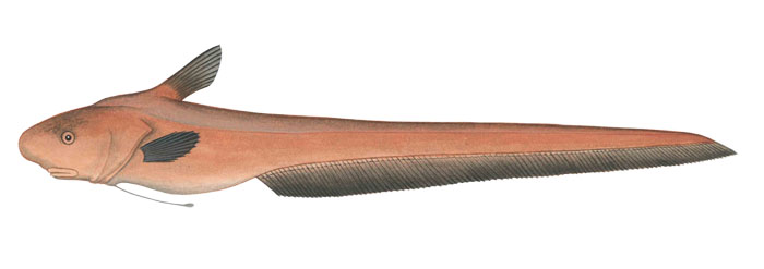 꼬리치(Pacific jellynose fish). Ateleopus japonicus(Bleeker, 1853)