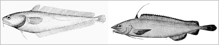 대구목 Order Gadiformes(cods)