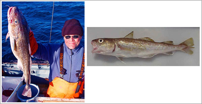 대구목 Order Gadiformes(cods)