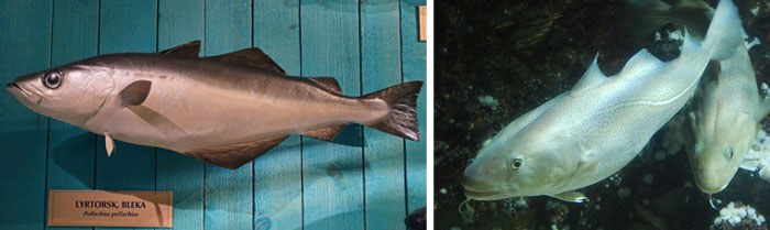 대구목 Order Gadiformes(cods)