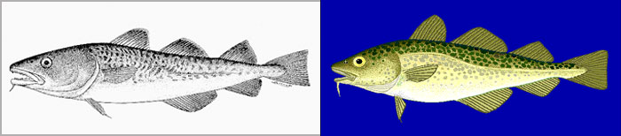 대구목 Order Gadiformes(cods)