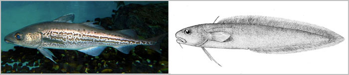 대구목 Order Gadiformes(cods)