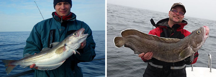 대구목 Order Gadiformes(cods)