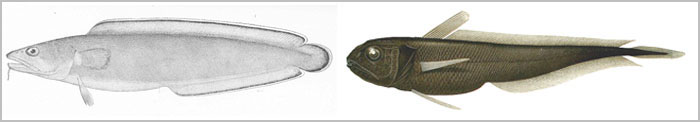 대구목 Order Gadiformes(cods)