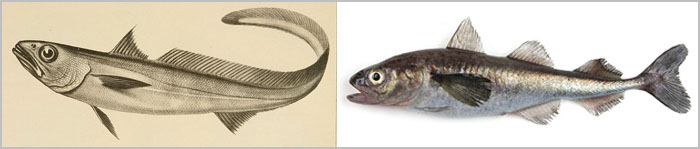 대구목 Order Gadiformes(cods)