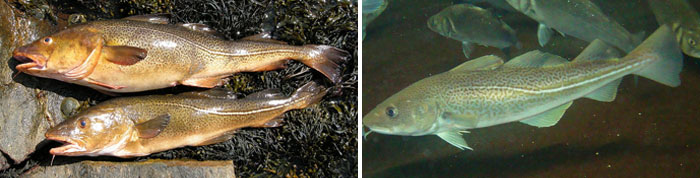 대구목 Order Gadiformes(cods)