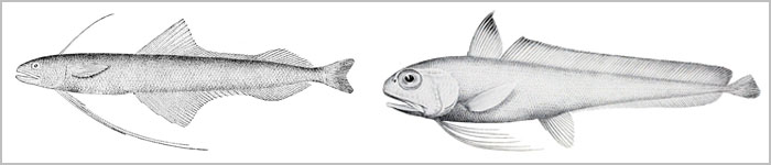 대구목 Order Gadiformes(cods)