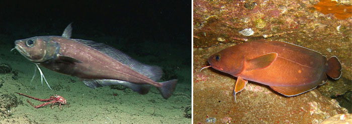 돌대구과 Family Moridae(Morid cods)