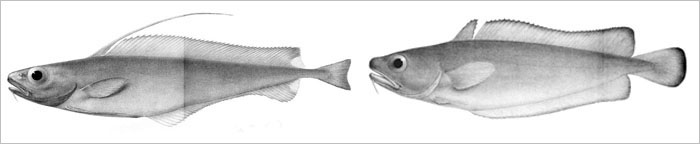돌대구과 Family Moridae(Morid cods)