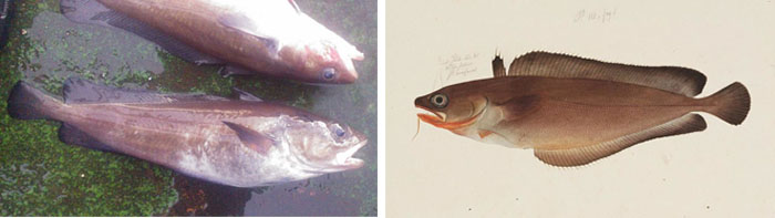 돌대구과 Family Moridae(Morid cods)