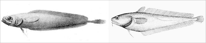 돌대구과 Family Moridae(Morid cods)