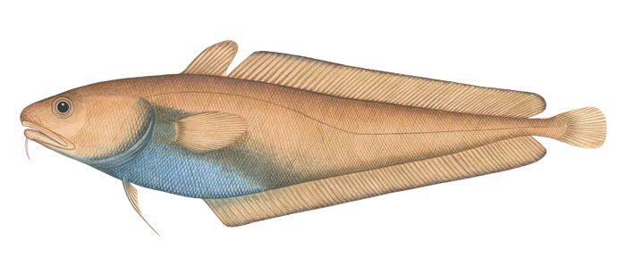 돌대구(Japanese codling). Physiculus japonicus(Hilgendorf, 1879)