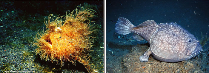 아귀목 Order Lophiiformes(anglerfishes)