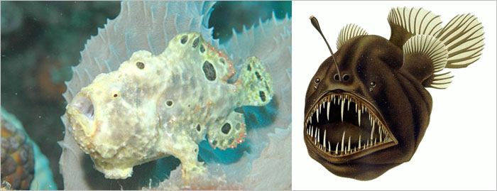 아귀목 Order Lophiiformes(anglerfishes)
