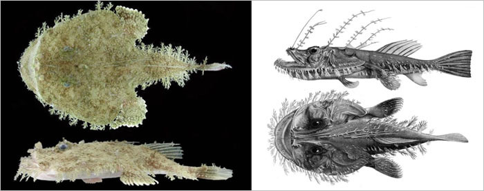 아귀목 Order Lophiiformes(anglerfishes)