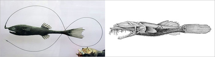 아귀목 Order Lophiiformes(anglerfishes)