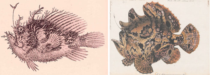 아귀목 Order Lophiiformes(anglerfishes)