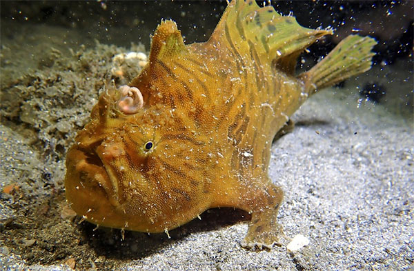 빨간씬벵이(Striated frogfish). Antennarius striatus(Shaw, 1794)