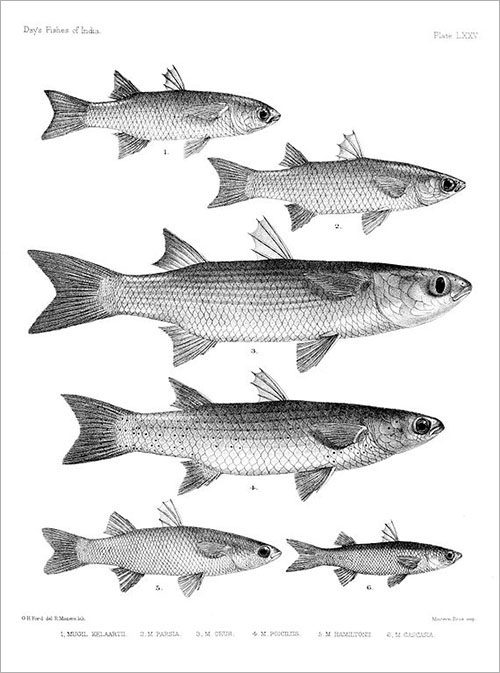 숭어목 Order Mugiliformes(mullets)