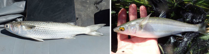 숭어과 Family Mugilidae(Mullets)