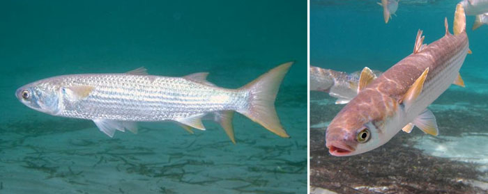 숭어(Flathead grey mullet). Mugil cephalus(Linnaeus, 1758)