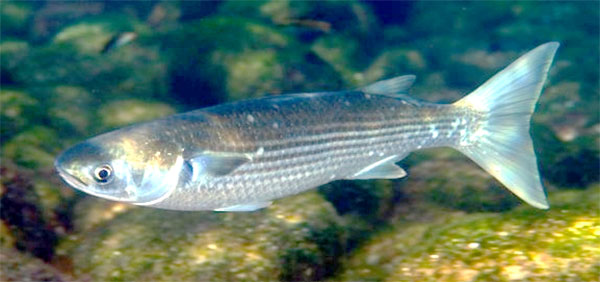 숭어(Flathead grey mullet). Mugil cephalus(Linnaeus, 1758)