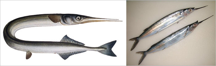 동갈치목 Order Beloniformes( needle fishes)