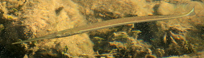 동갈치과 Family Belonidae(Needlefishes)