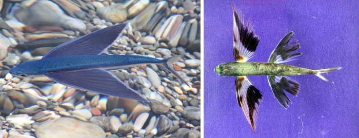 날치과 Family Exocoetidae(Flyingfishes)
