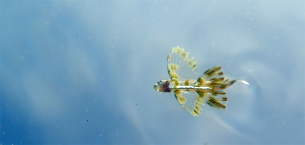 날치과 Family Exocoetidae(Flyingfishes)