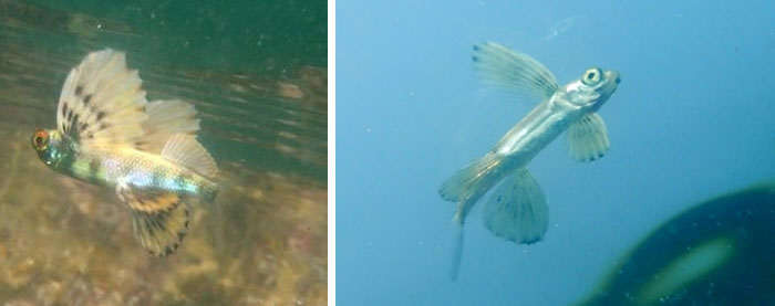 날치과 Family Exocoetidae(Flyingfishes)