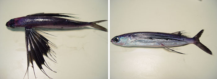 날치과 Family Exocoetidae(Flyingfishes)