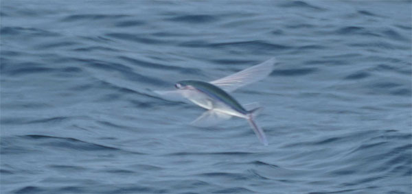 날치(Japanese flyingfish). Cheilopogon agoo(Temminck & Schlegel, 1846)