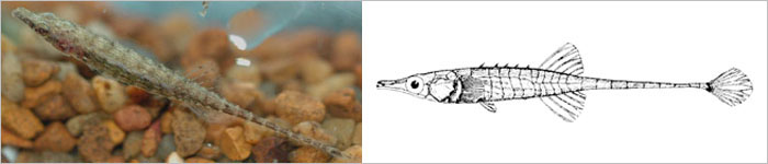 큰가시고기목 Order Gasterosteiforme(sticklebacks and seamoths)