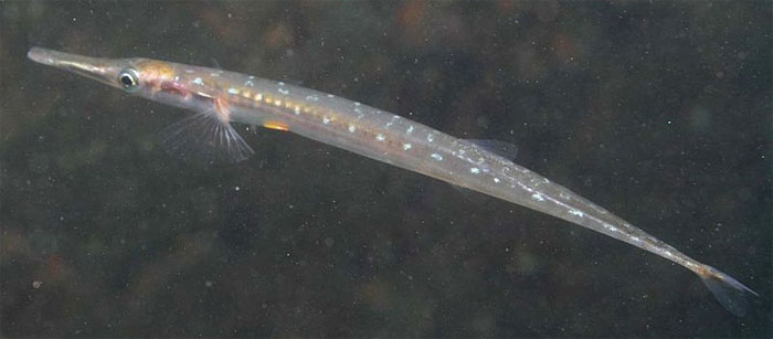 큰가시고기목 Order Gasterosteiforme(sticklebacks and seamoths)