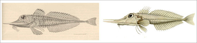 쏨뱅이목 Order Scorpaeniformes(scorpionfishes and flatheads)
