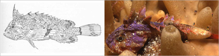 쏨뱅이목 Order Scorpaeniformes(scorpionfishes and flatheads)